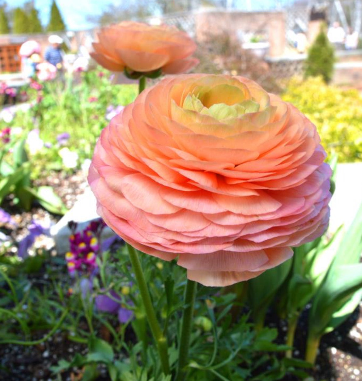 Ranunculus – World of Blooms