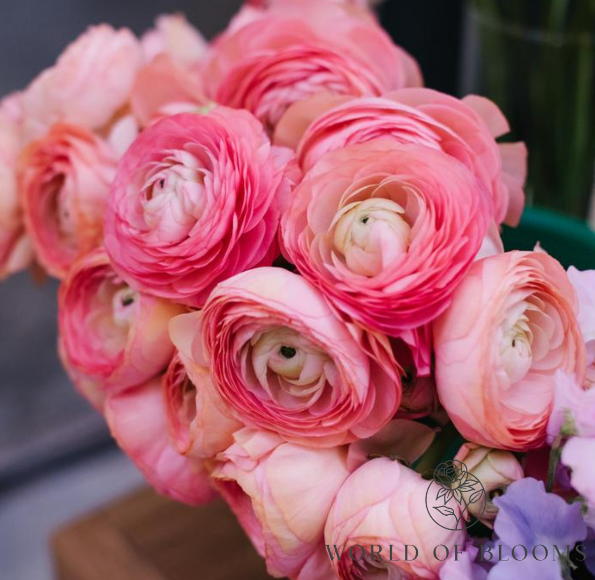 Ranunculus Tecolote® 'Pink' – World of Blooms
